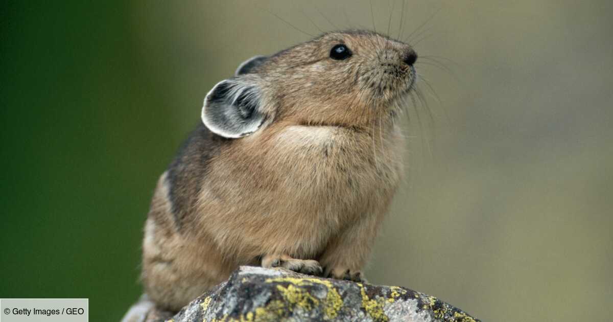 qui-est-le-pika-lanimal-qui-a-inspire-pikachu – Conso-Mag