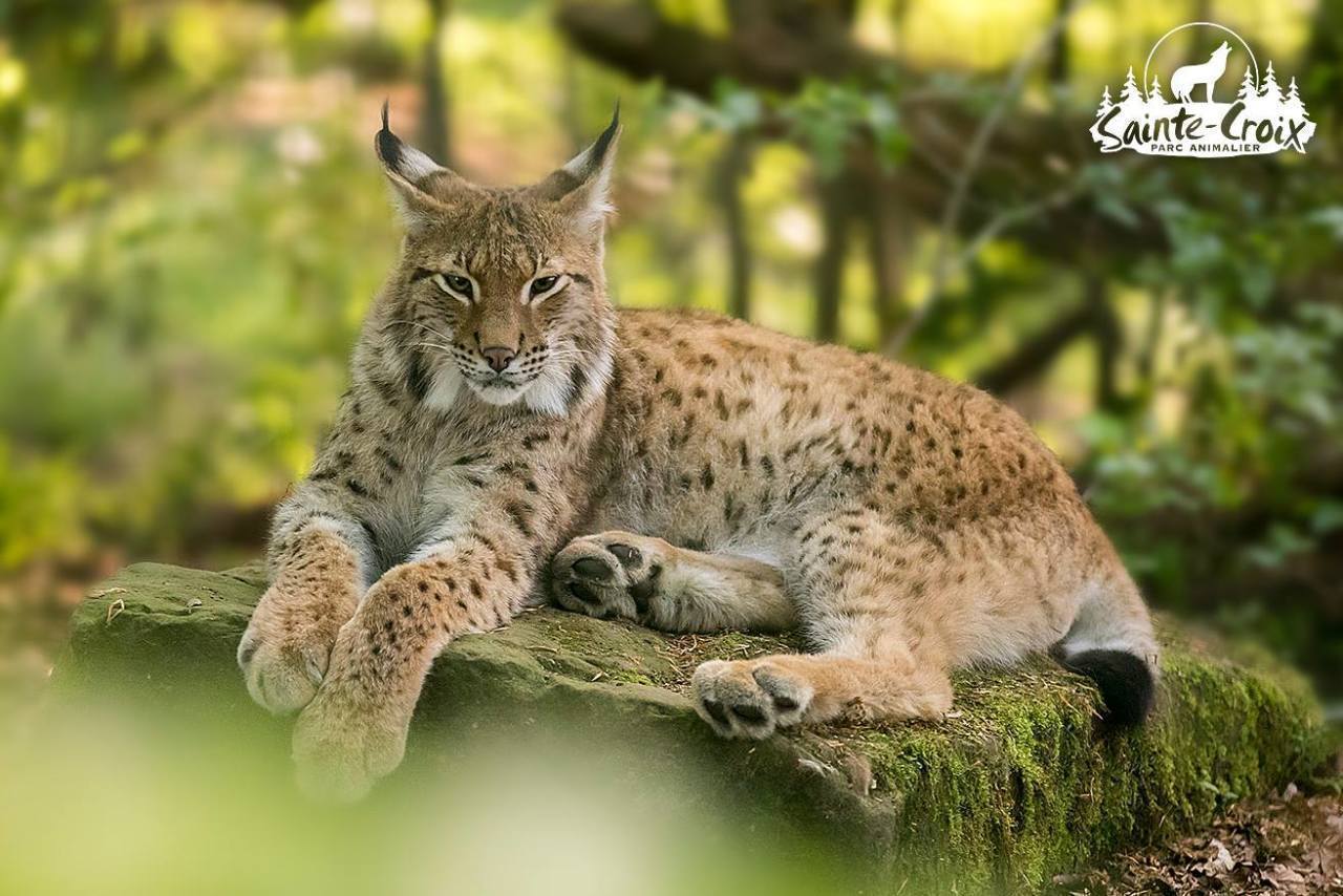 parc-de-sainte-croix – Conso-Mag