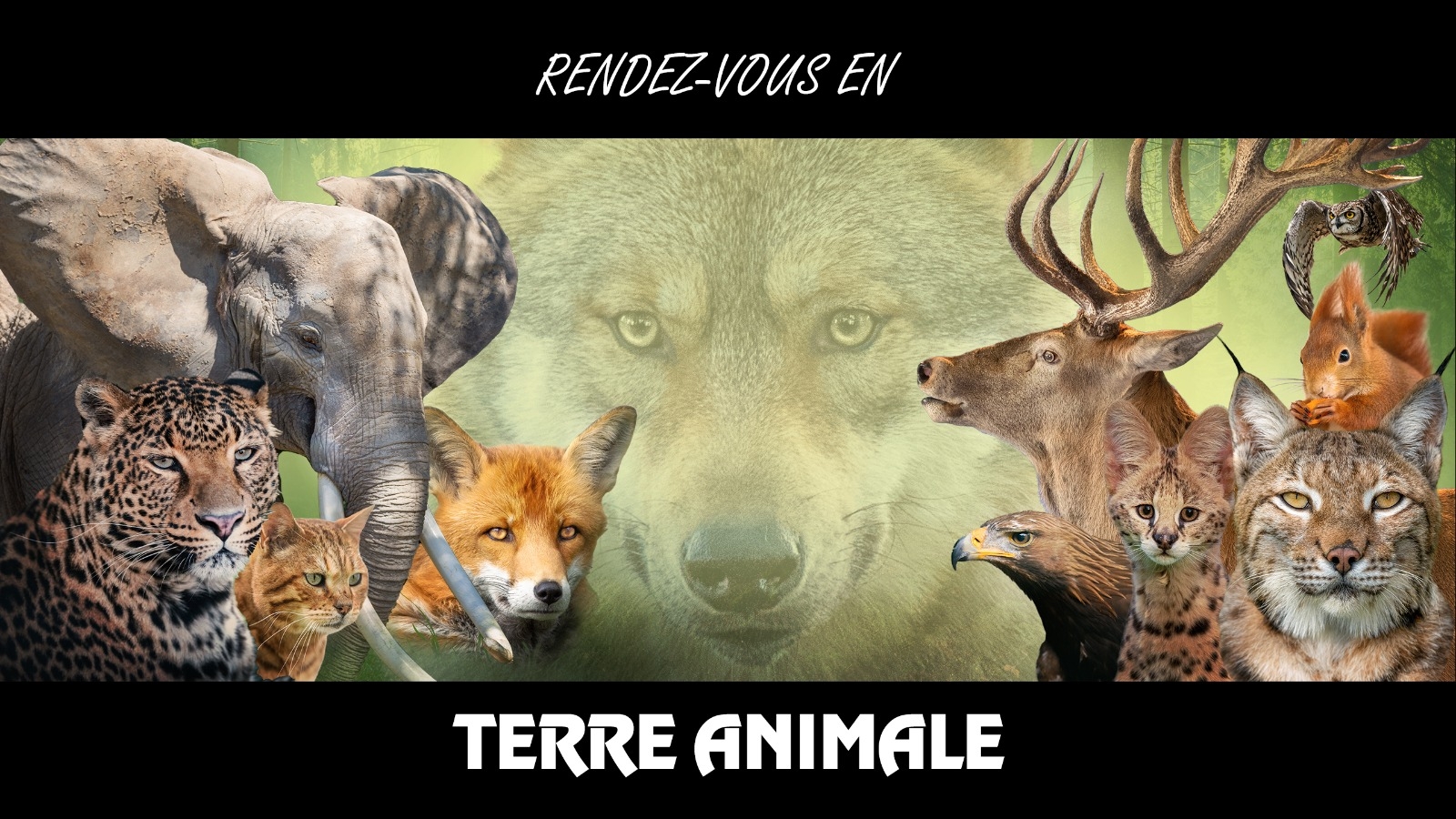Rendez-vous en Terre Animale, en communion avec des animaux stars du ...