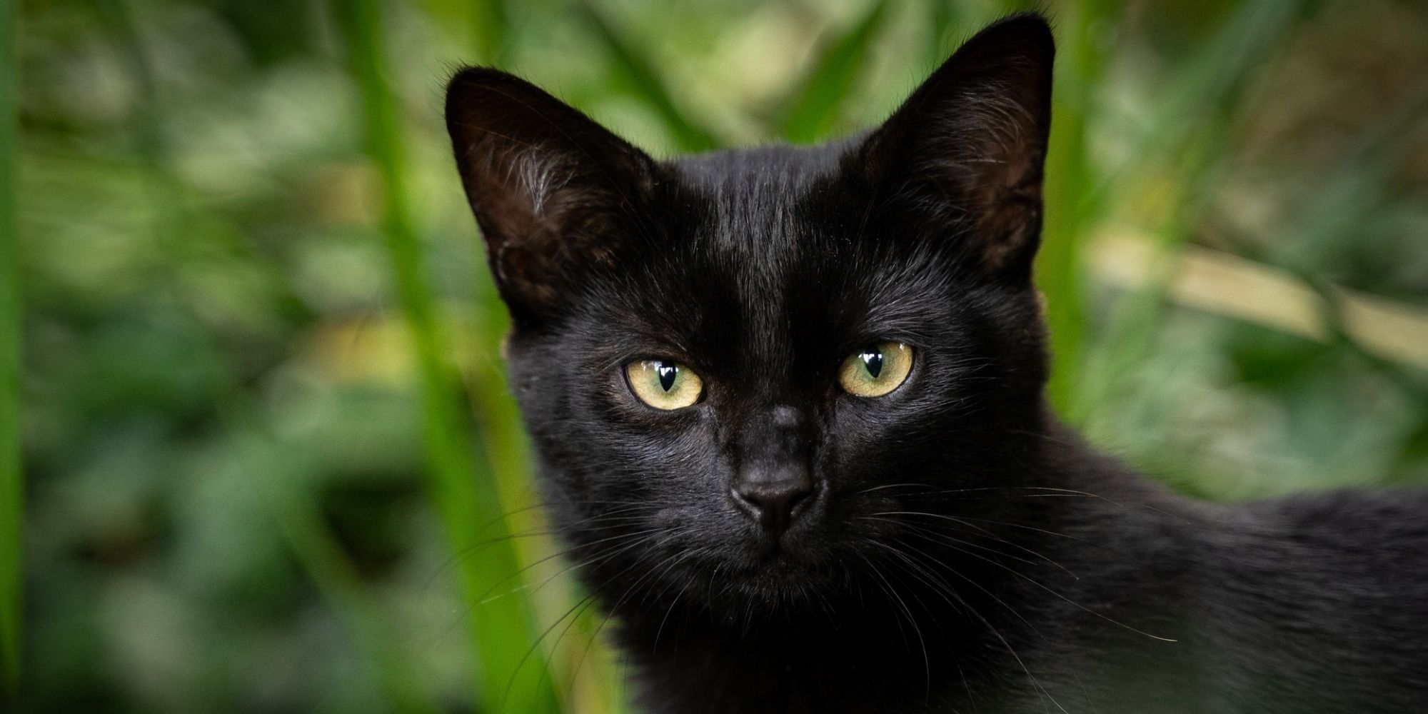 Chat noir et superstition • Conso-Mag