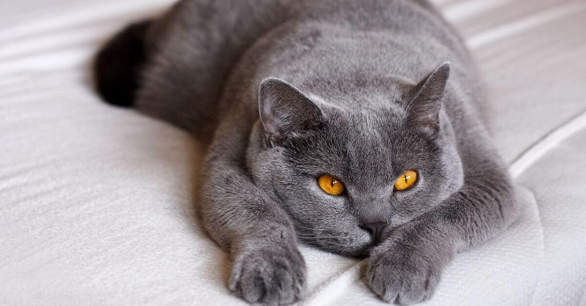 british-shorthair-01 – Conso-Mag